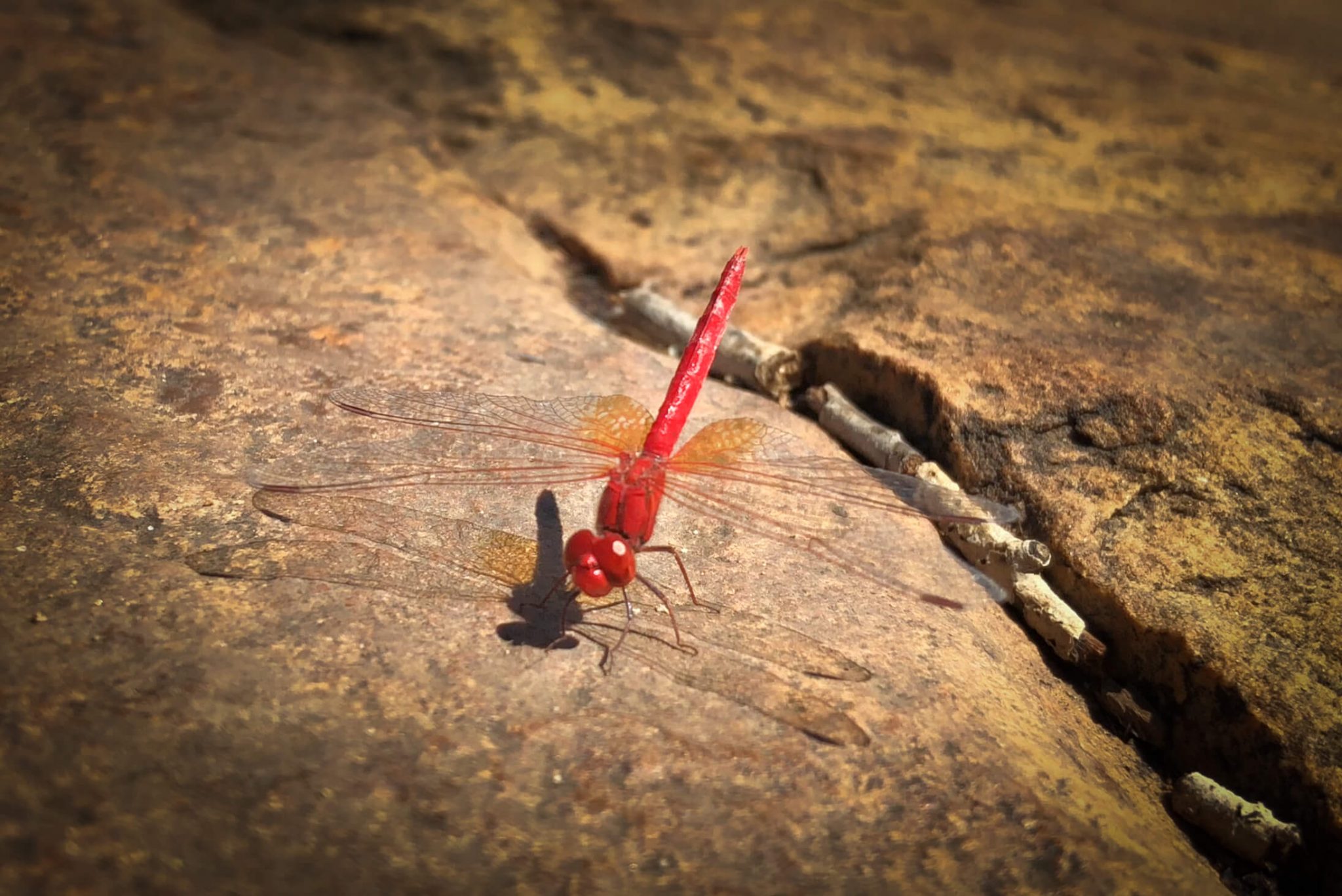 Whats that red thing on your eye? – Northpoint Eyecare